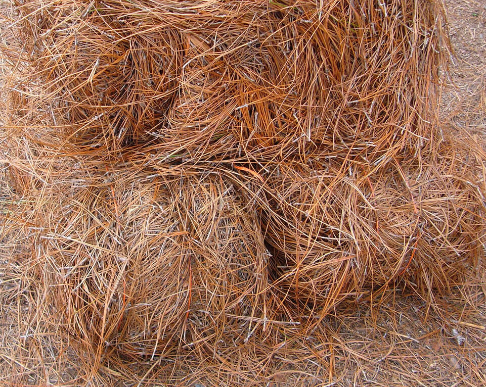 Home - Georgia's Finest Pine Straw