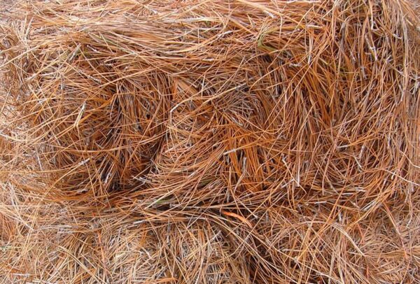 Pine Straw Gainesville GA - Georgia's Finest Pine Straw